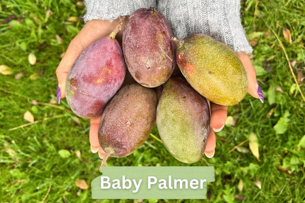 Baby-Mango Mix "Wild Wonders" Sonderaktion bestellen - Trübenecker.de