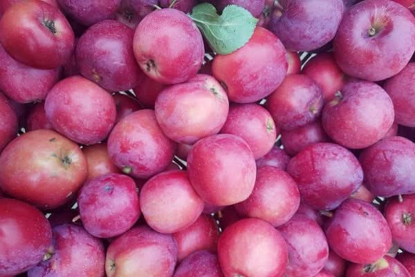 Bio Apfel Berner Rose alte Sorte regional bestellen - Trübenecker.de