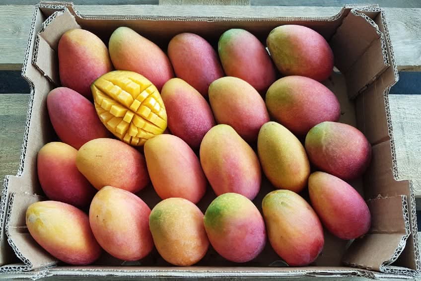 Mango Irwin Premium wild von Rufino Box 4kg Aktionspreis - Trübenecker.de