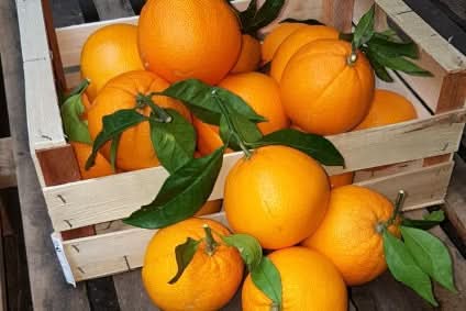 Orangen Washington Navel Box Aktionspreis Bio bestellen - Trübenecker.de