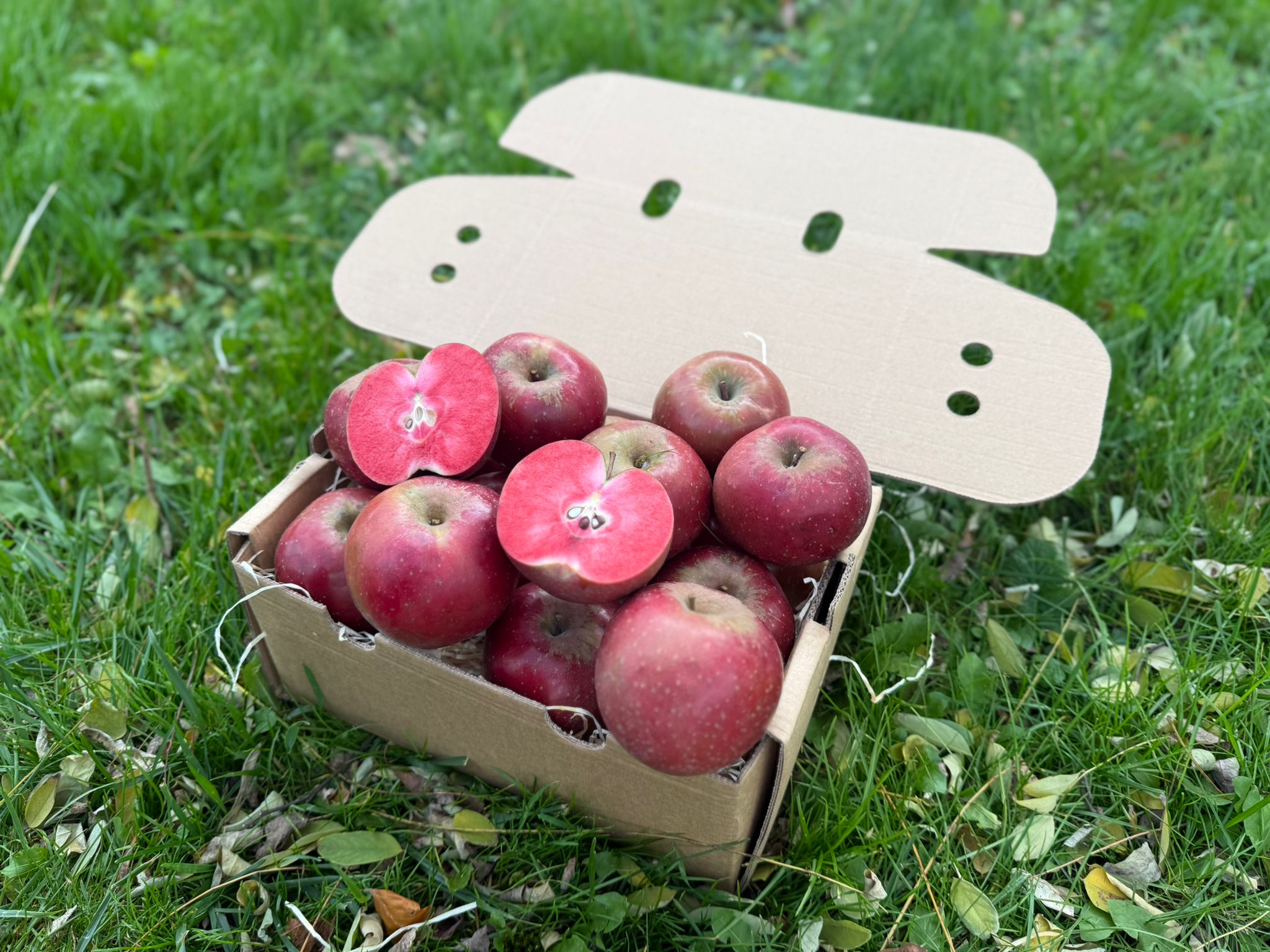Bio Apfel Red Moon regional bestellen - Trübenecker.de