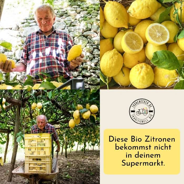 Zitronen Original Amalfi Bio bestellen - Trübenecker.de