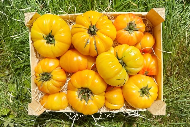 Alte Sorte Tomaten