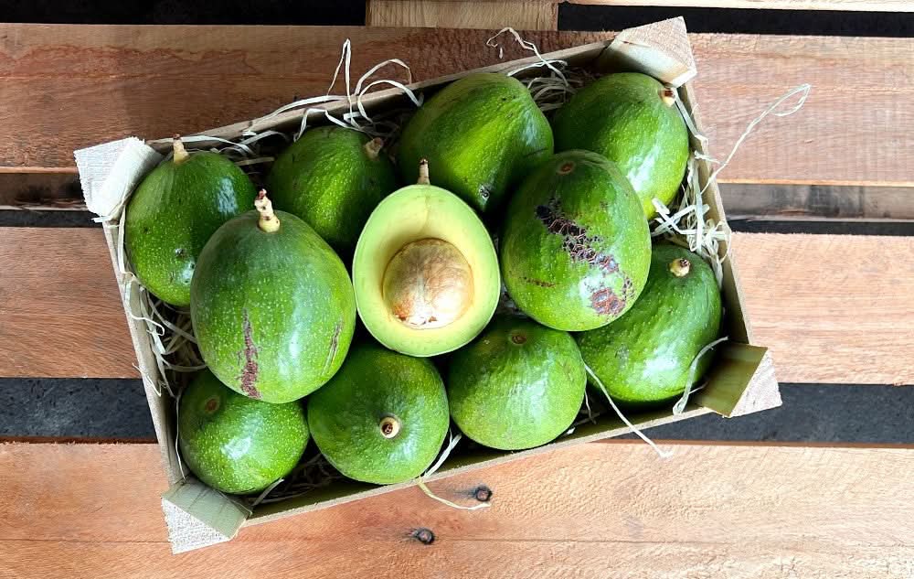 Avocadorarität "Del Rio" wild (unbehandelt) von Miguel Box Sparpreis ...