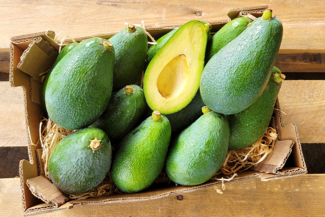Avocado Fuerte Bio von Julian bestellen - Trübenecker.de