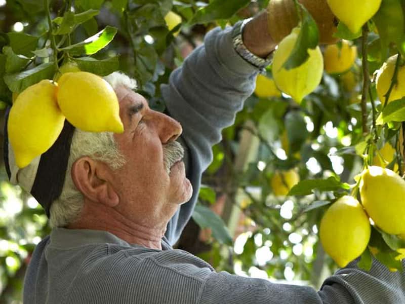 Zitronen Original Amalfi Bio bestellen - Trübenecker.de