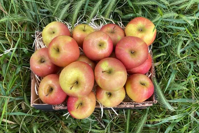 Apfel "Fuji" Bio bestellen - Trübenecker.de