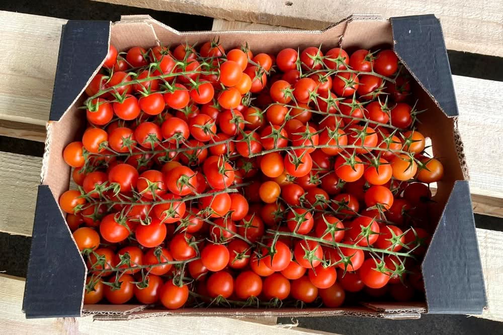 Bio Cherry-Rispentomaten – süße Cherrytomaten an der Rispe online ...
