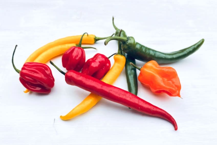 Chili Mix "Hot Stuff" Bio bestellen - Trübenecker.de
