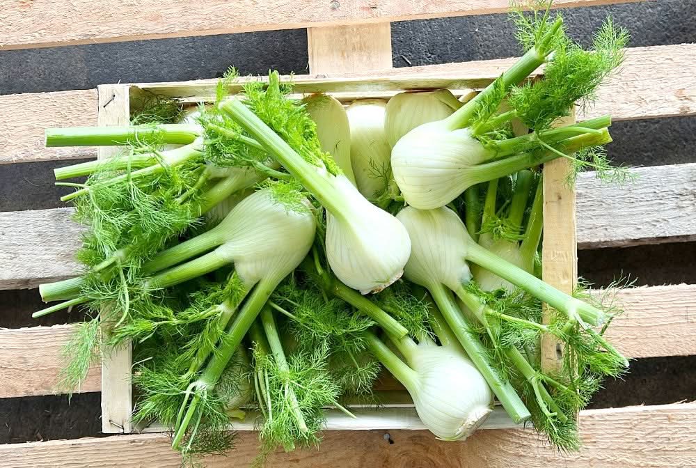Fenchel Bio demeter von Bello samenfest aus Italien - Trübenecker.de