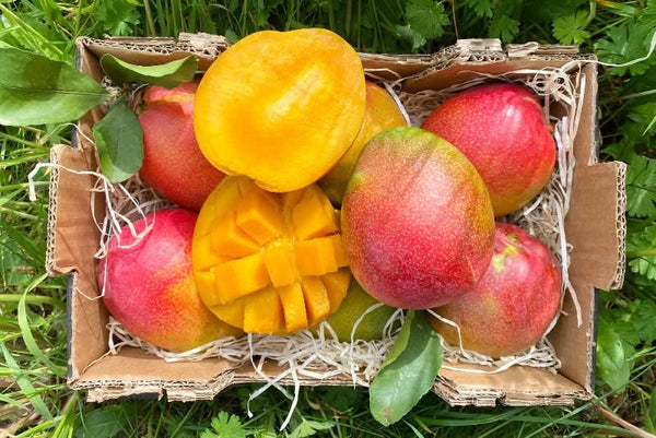 Mango Haden Bio baumgereift von Jose Luis bestellen - Trübenecker.de