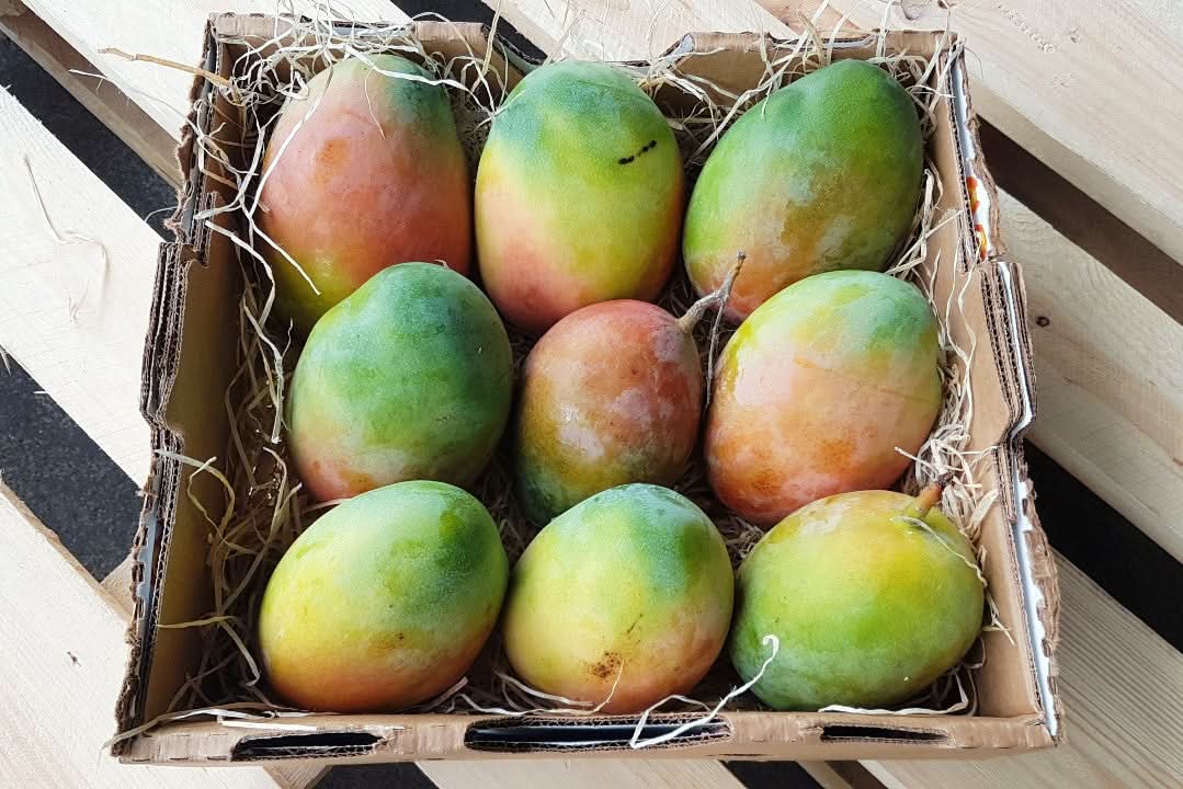 Mango Keitt Bio in Umstellung von Julian Box 4kg Sparpreis % - truebenecker