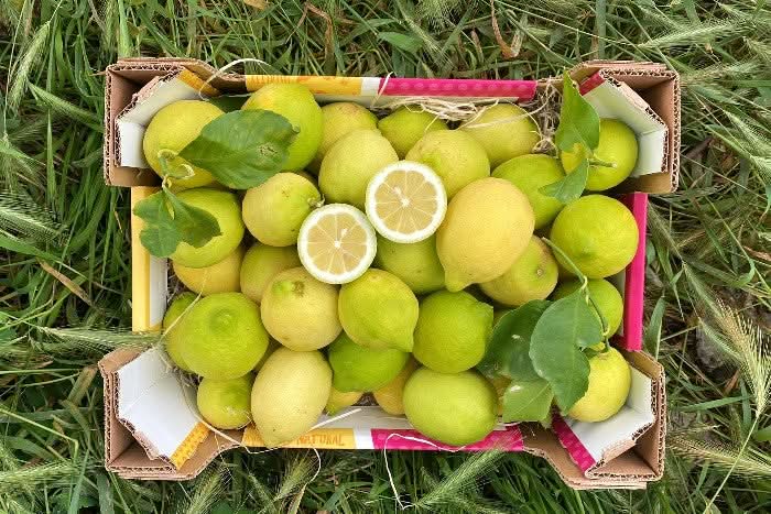 Bio Zitronen aus Sizilien – Frische Zitronen vom Vulkan Ätna online ...