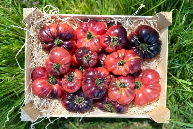 Bio Tomate Blue Beauty – Alte violette Tomatensorte online kaufen ...
