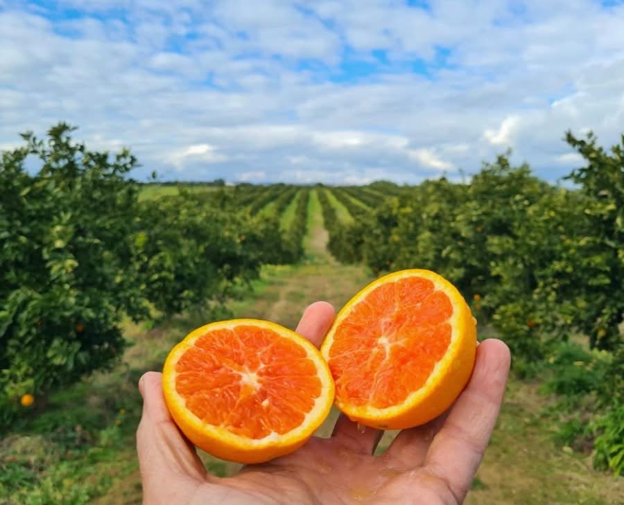 Orangen "Cara Cara" Bio - Trübenecker.de
