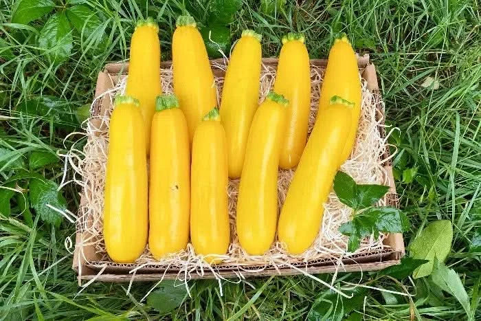 Zucchini gelb Bio regional bestellen - Trübenecker.de