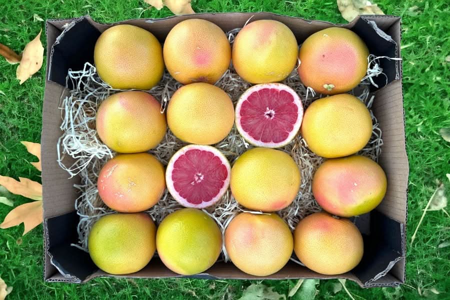 Grapefruit rot Bio von Andrea aus Sizilien 4kg Box - Trübenecker.de