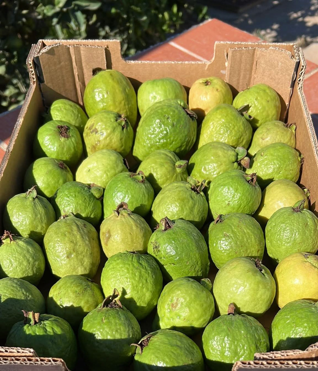 fruchtewissen-guave - Trübenecker.de