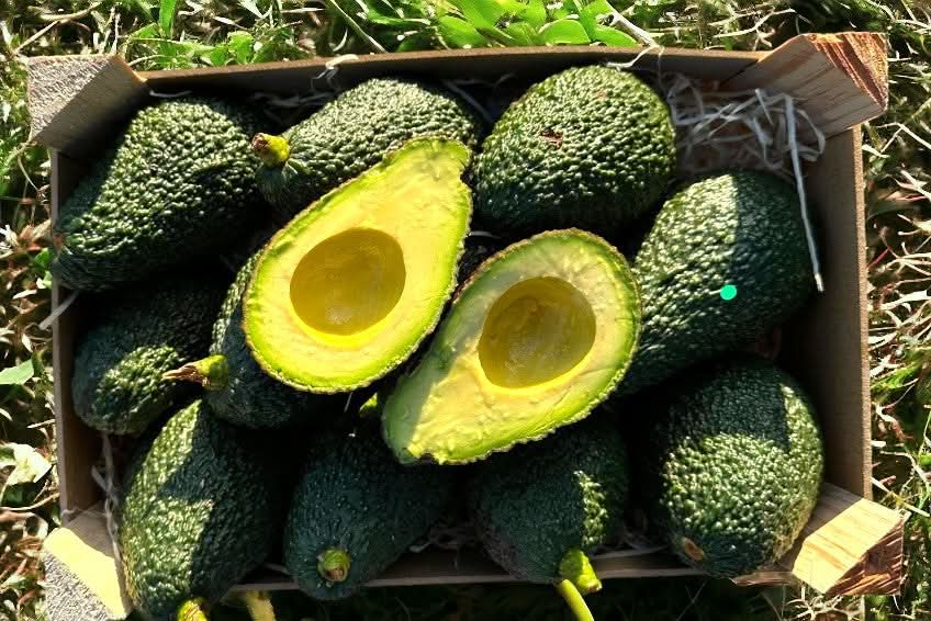 Avocado-Rarität “Maluma” Bio – 14 Monate gereift | Avocado Maluma ...