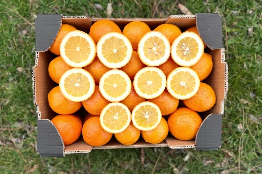 Bio Zitronen „Meyer“ orange Kreta von Apostolis - Trübenecker.de