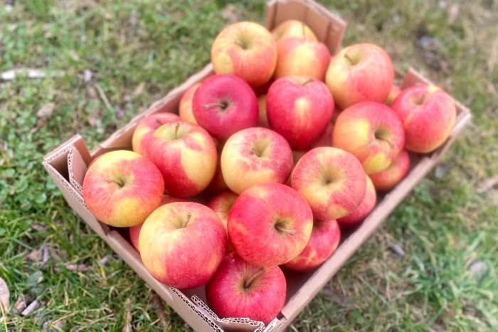 Apfel Pinova Bio regional Bodensee bestellen - Trübenecker.de