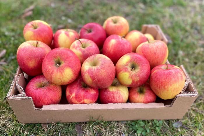 Apfel Pinova Bio regional Bodensee bestellen - Trübenecker.de