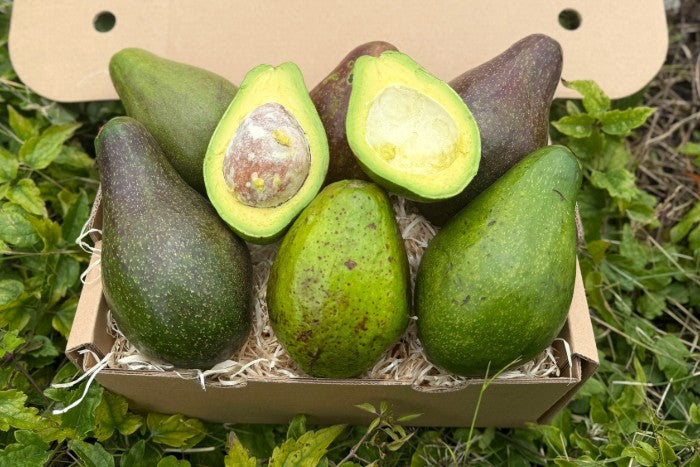 Avocado "Jumbo" Bio & Fair Retterbox bestellen - Trübenecker.de