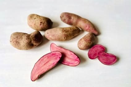 Gourmet-Kartoffeln "rote Emmalie" Bio - truebenecker