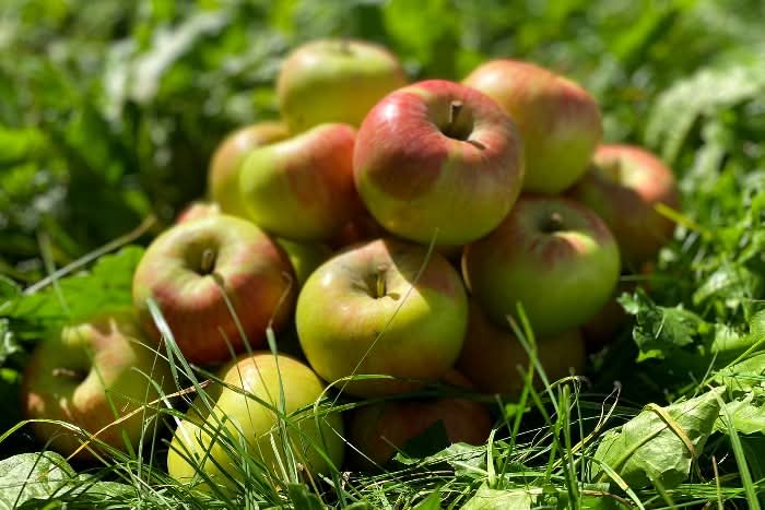 Bio Apfel Elstar bestellen - Trübenecker.de