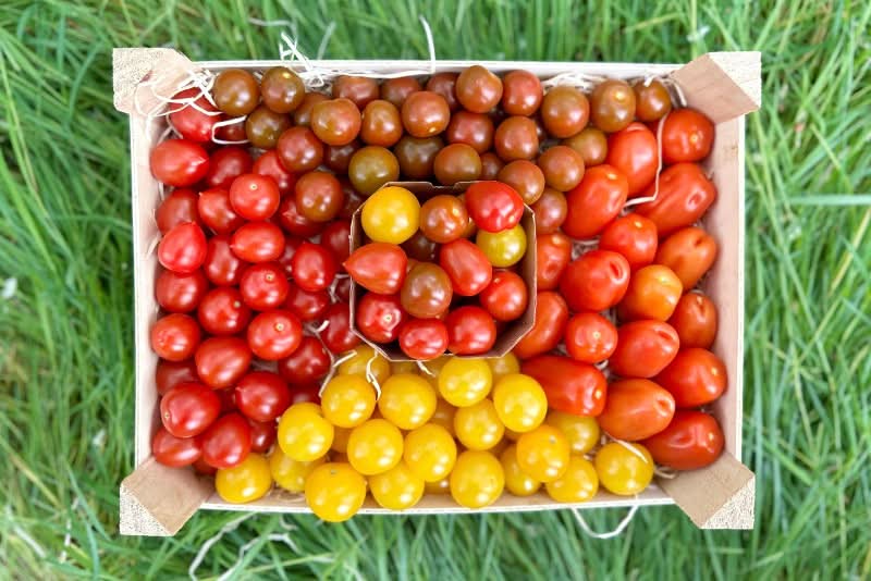 Mini-Tomaten wild bunt Bio von Pepe Sparpreis-Box bestellen ...